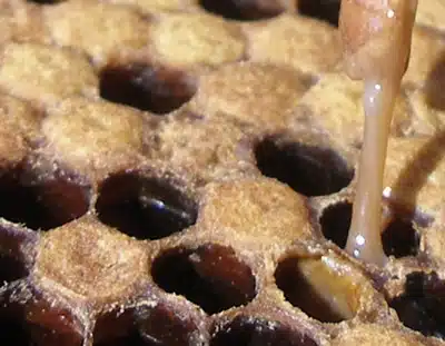 LOQUE AMERICANA (AFB): Qué es y como actuar