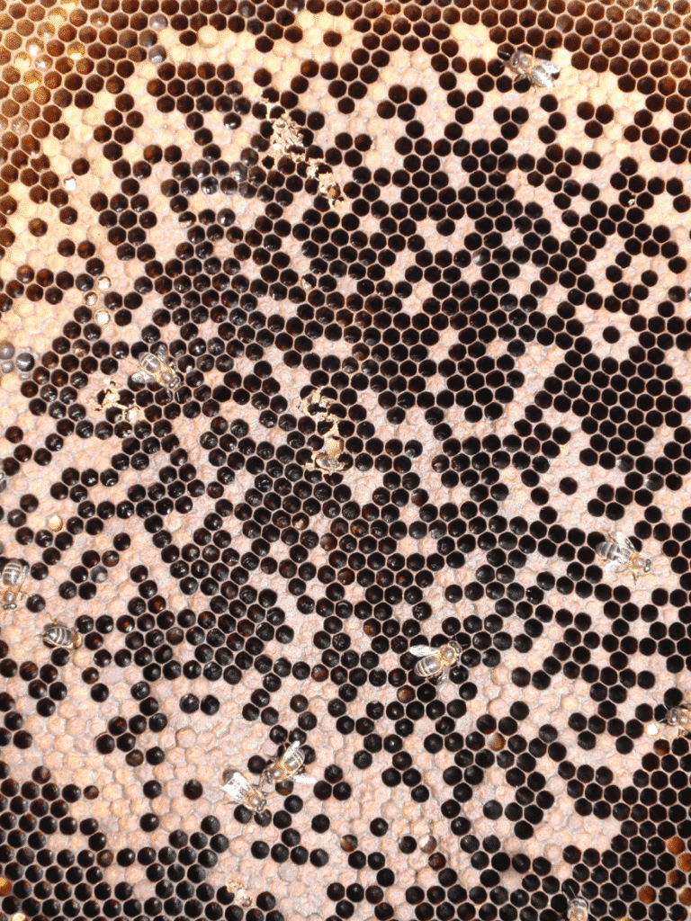 LOQUE Europea: Cuando aparece, cómo se transmite y cómo actuar.