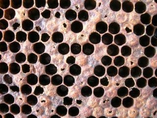 LOQUE AMERICANA (AFB): Qué es y como actuar